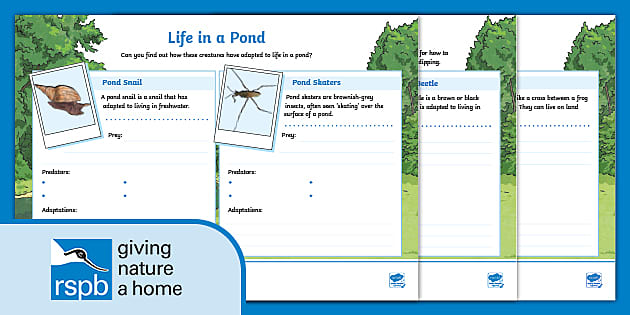 FREE! - Life in a Pond (Ages 7 - 11) (teacher made)