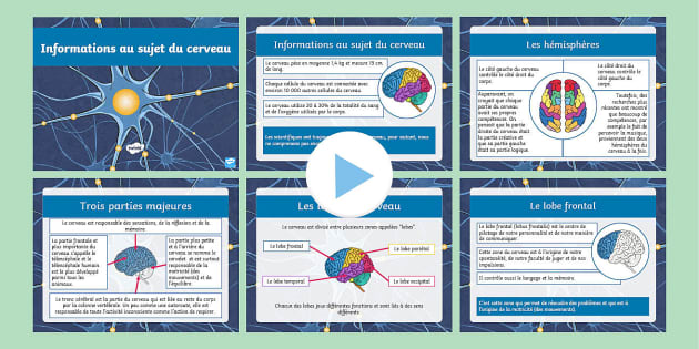Les Différentes Parties Du Cerveau Powerpoint Twinkl