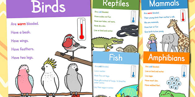 Animal Groups Display Posters - australia, animal, group