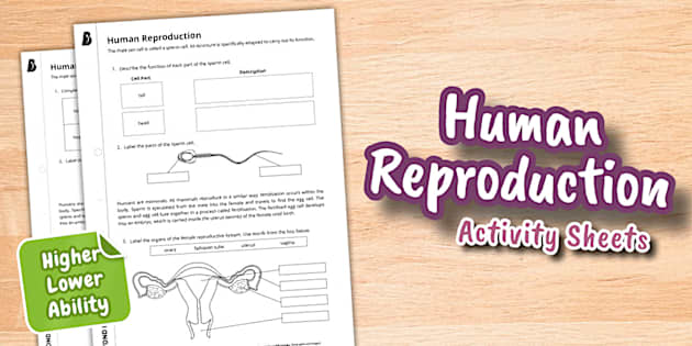 Human Reproduction Activity Sheets