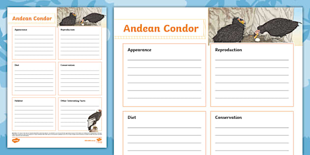 Andean Condor Fact File Template (teacher made) - Twinkl