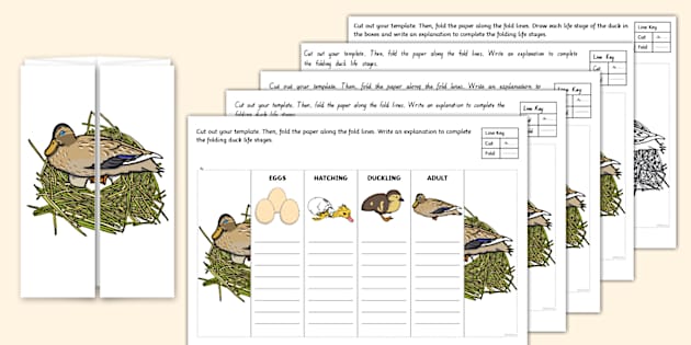 Duck Folding Life Stages Template - Twinkl