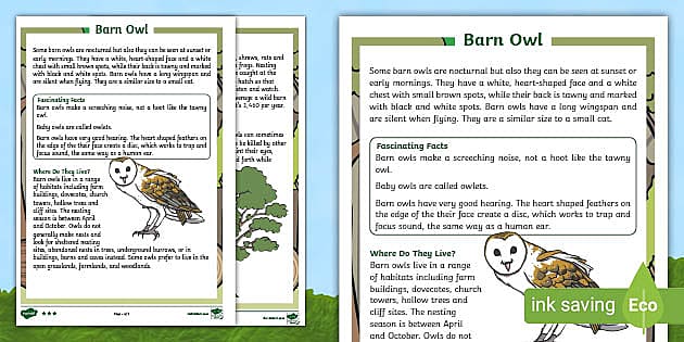 Barn Owls Non-Chronological Report and Reading Comprehension