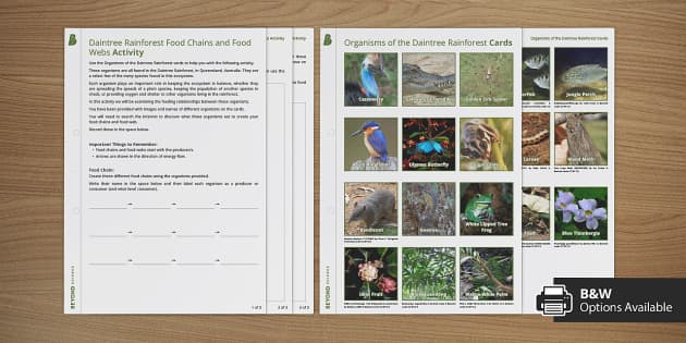 Daintree Rainforest Food Chains and Food Webs Activity