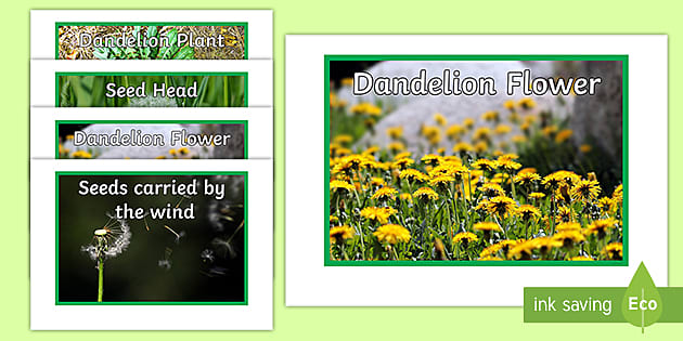 Dandelion Life Cycle Display Photos (teacher made)