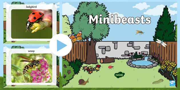 Minibeasts Photo PowerPoint (Hecho por educadores) - Twinkl