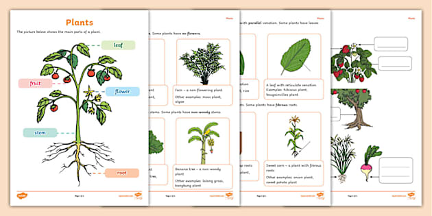 Parts and Types of Plants Revision Notes