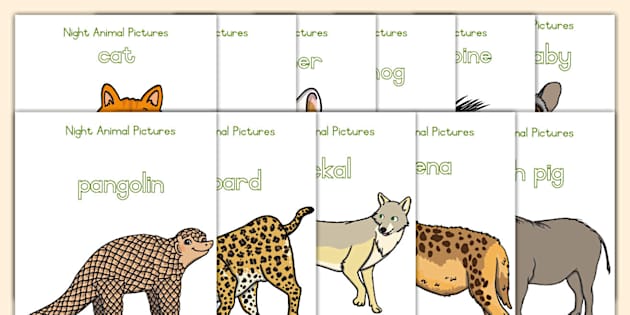 Night Animal Pictures (teacher made) - Twinkl