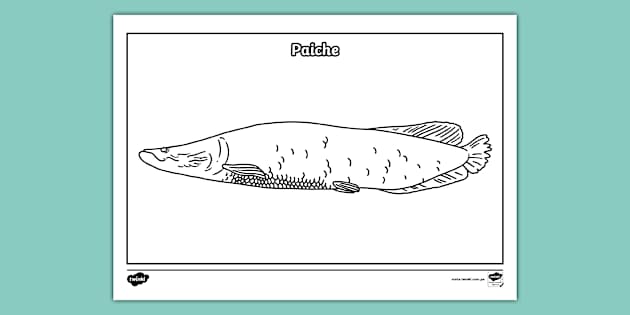 Hoja de colorear: Paiche | Personal Social Twinkl Perú