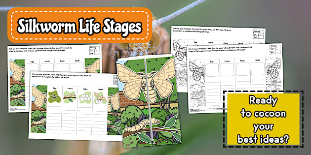 Silkworm Folding Life Stages Template