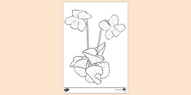 Colouring Page Violet | Colouring Sheets (teacher made)