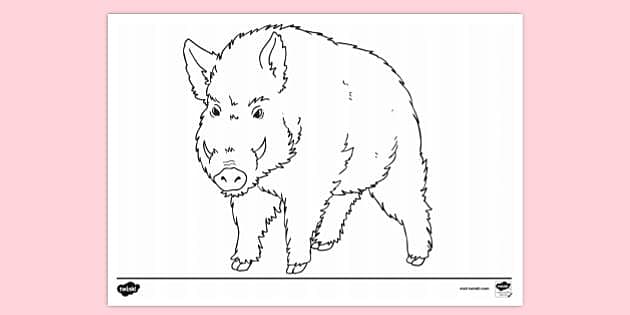 FREE! - Boar Colouring | Colouring Sheets (teacher made)