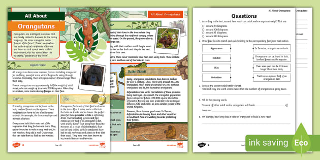 UKS2 All About Orangutans Differentiated Comprehension