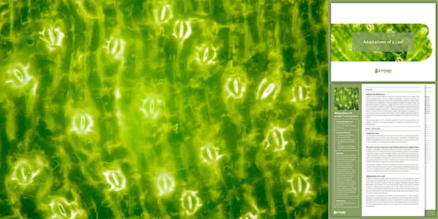 Adaptations of the Leaf Lesson Pack | KS3 | Beyond Science