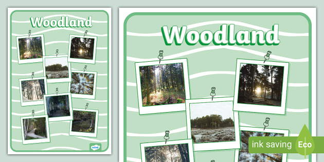 Woodland Photo Display Poster (teacher made) - Twinkl