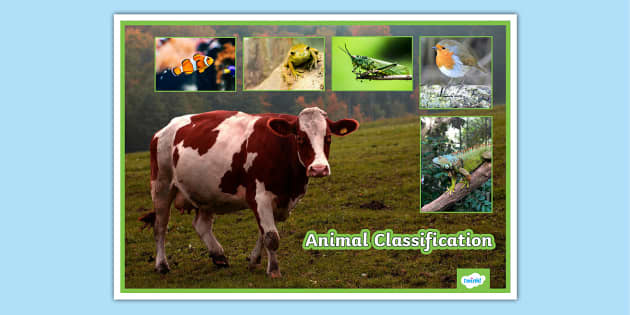 Animal Classification Display Poster (professor feito) Animal Classification Display Poster (professor feito)