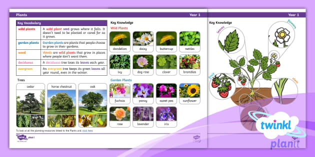Science Knowledge Organiser - Petals for Plants Year 1