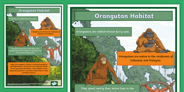Save the Orangutans - International Orangutan Day Blog