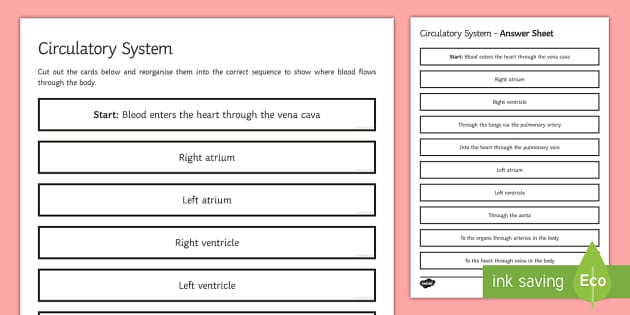 Circulatory System Printable Trading Card Template