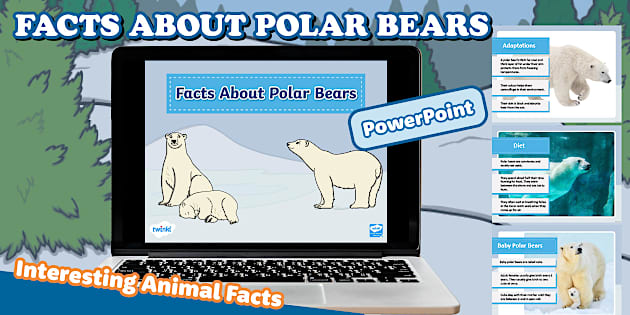 KS1 Facts About Polar Bears PowerPoint