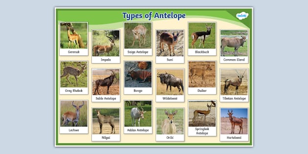 Antelope Family Display Poster (nauczyciel wykonał) Antelope Family Display Poster (nauczyciel wykonał)