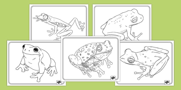 tree frog coloring sheet