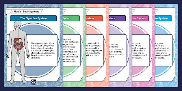 Human Body Systems: Classroom Display Posters (teacher made)