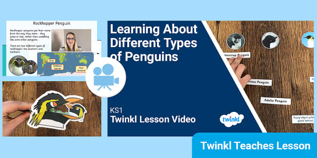 KS1 (Ages 5-7) World Penguin Day