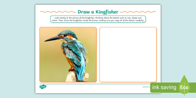 Draw a Kingfisher Art Activity,kingfisher (teacher made)