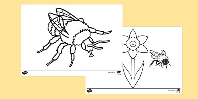 Disegni della Giornata delle Api (professor feito) - Twinkl
