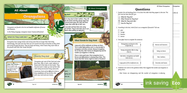 LKS2 All About Orangutans Differentiated Comprehension