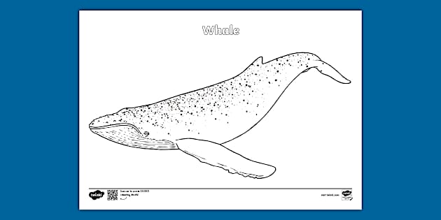 whale colouring pictures