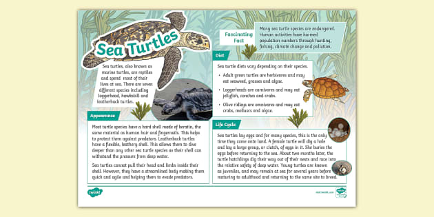 KS2 Sea Turtle Fact File (teacher made) - Twinkl KS2 Sea Turtle Fact File (teacher made) - Twinkl