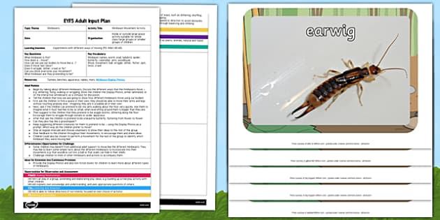 Minibeast Movement Activity EYFS Adult Input Plan and Resource Pack ...