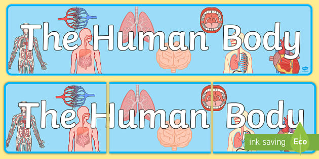 The Human Body Banner (teacher made)
