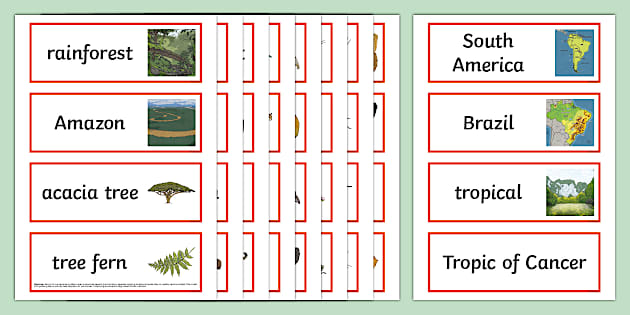 Rainforest Word Cards