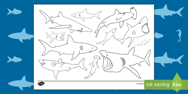 Shark Doodle Colouring Page (teacher made) - Twinkl