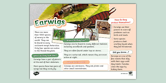 KS1 Earwig Fact File (l'enseignant a fait) - Twinkl