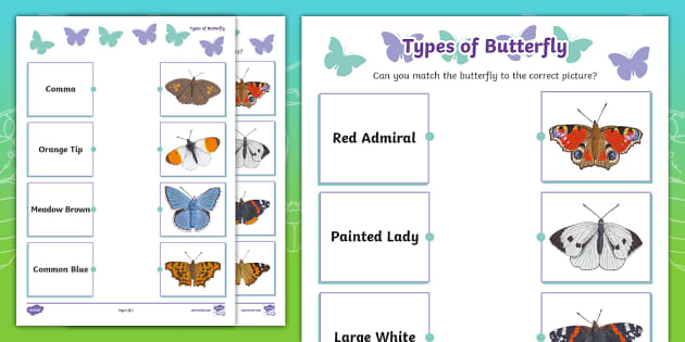 Types of Butterfly Matching Worksheet (professor feito) Types of Butterfly Matching Worksheet (professor feito)