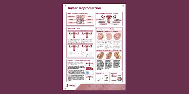 Human Reproduction Poster