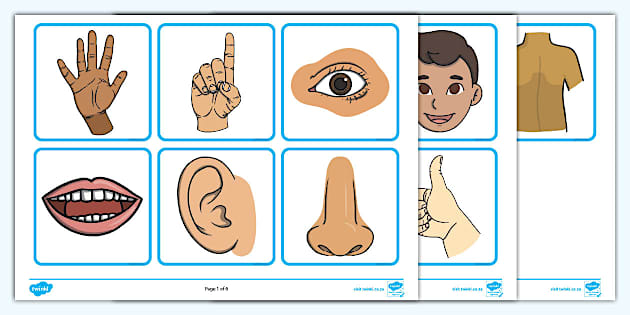 Parts of the Body Words and Pictures Matching Cards - Twinkl