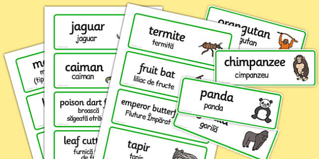 Rainforest Explorer Role Play Word Cards Romanian Translation