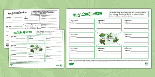Leaf Classification Mind Map (nauczyciel wykonał) - Twinkl Leaf Classification Mind Map (nauczyciel wykonał) - Twinkl