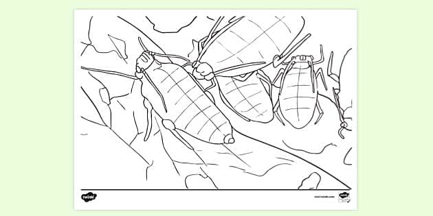 FREE! - Aphid Colouring | Colouring Sheets (teacher made)