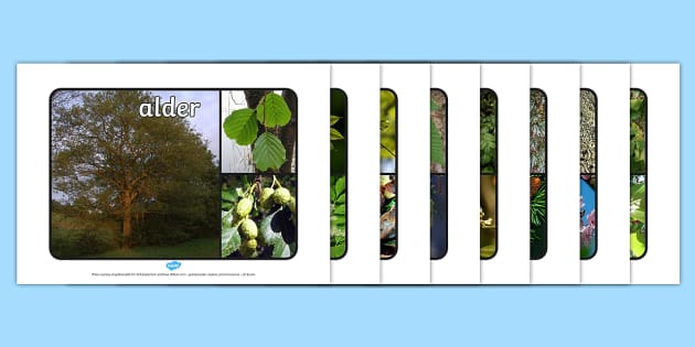 Deciduous and Evergreen Trees Display Photos (teacher made)