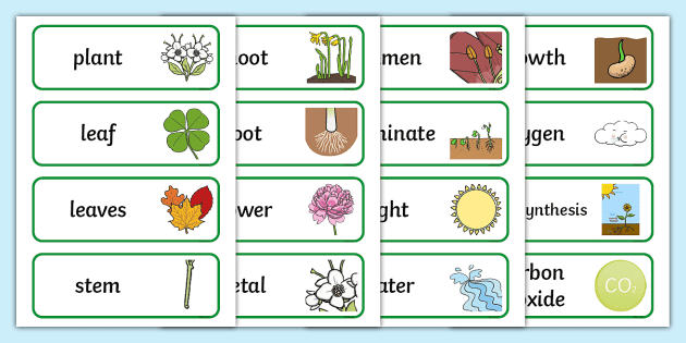 Plant Word Cards