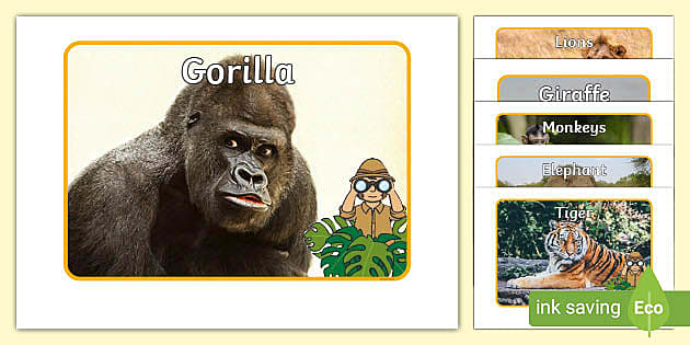 Jungle Journey Display Photos (teacher made) - Twinkl