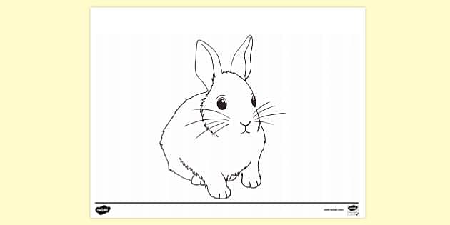 FREE! - Pets Bunny Rabbit Colouring | Colouring Sheets