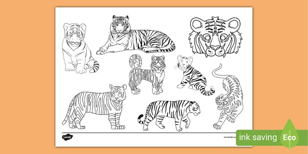 Tiger Doodle Colouring Page (teacher made) - Twinkl