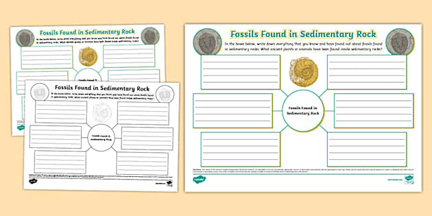 Fossils Found In Sedimentary Rock Mind Map Teacher Made